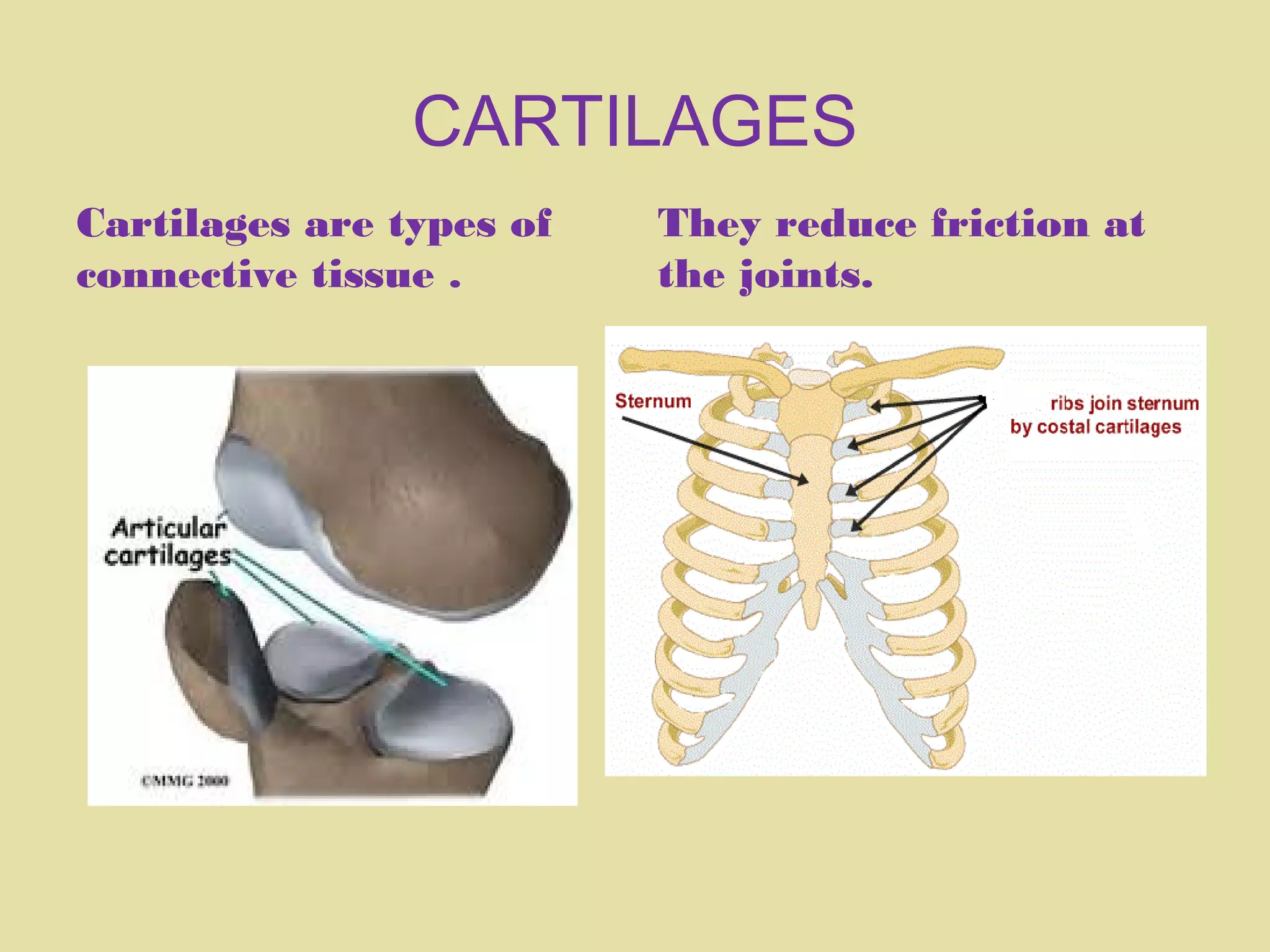 UNIT 3 JOINTS-LIGAMENTS-TENDONS & CARTILAGES | PPS