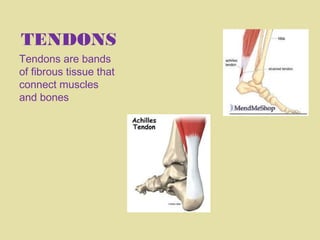 UNIT 3 JOINTS-LIGAMENTS-TENDONS & CARTILAGES | PPS