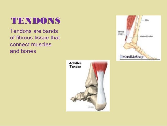 UNIT 3 JOINTS-LIGAMENTS-TENDONS & CARTILAGES