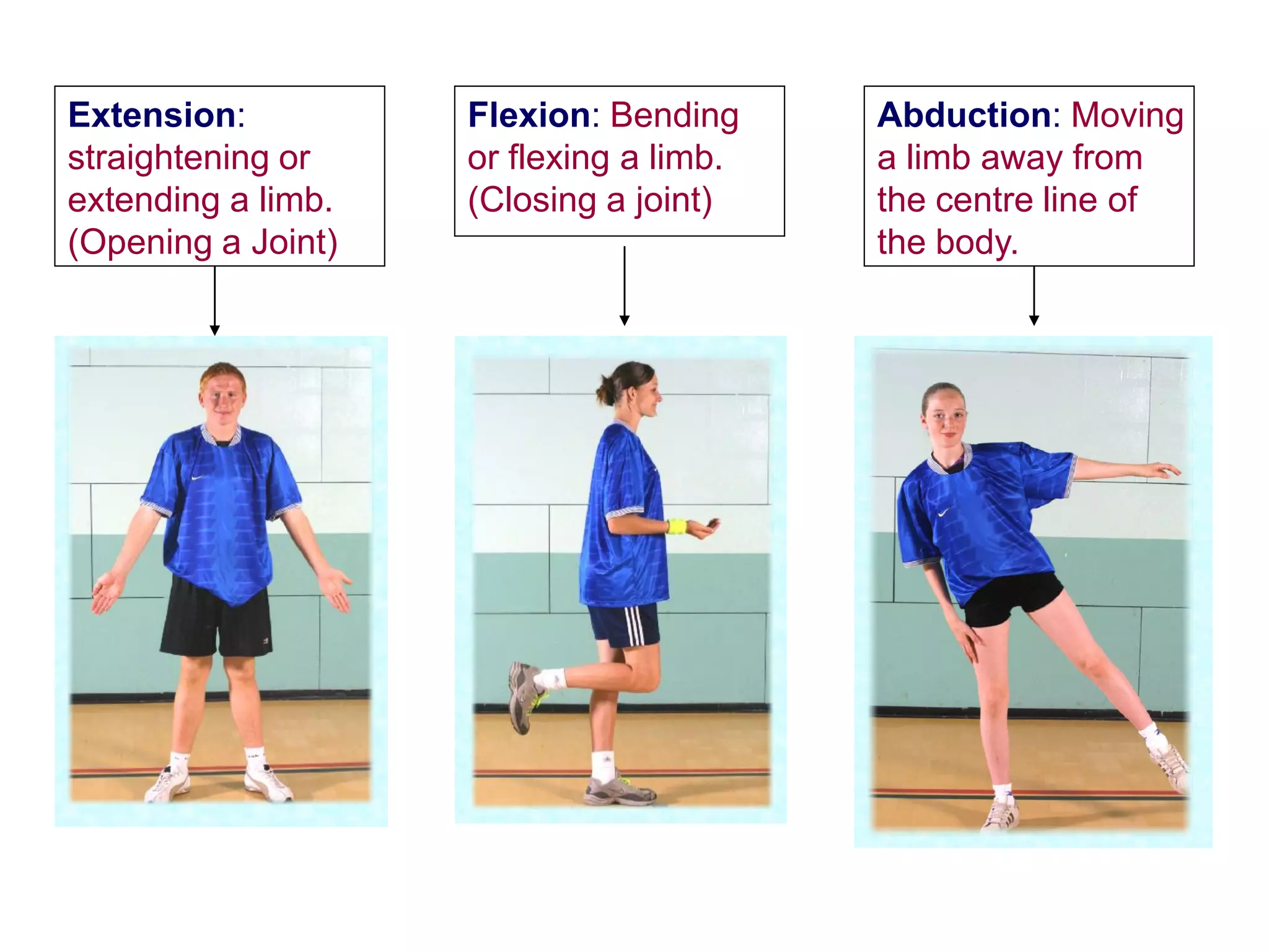 Joints_Movement_Powerpoint ppt | PDF