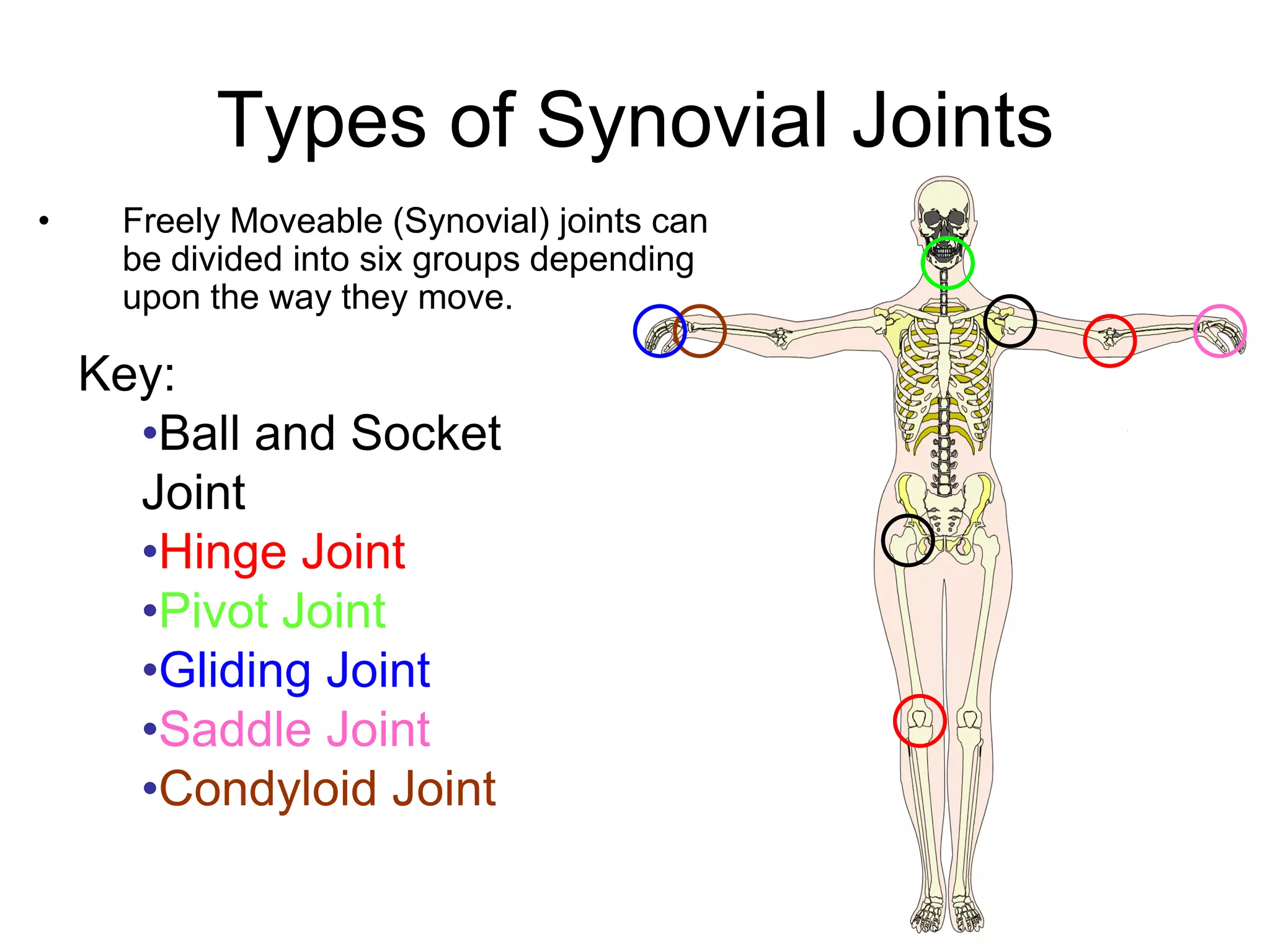 Joints_Movement_Powerpoint ppt | PDF