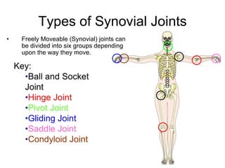 Joints_Movement_Powerpoint ppt | PDF | Death, Injury, or Military ...