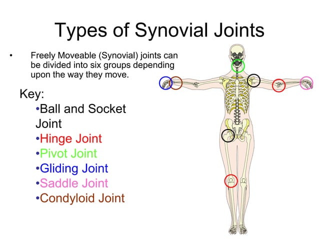Joints_Movement_Powerpoint ppt | PDF | Death, Injury, or Military Conflict | Sensitive Topics