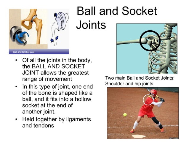 Joints_Movement_Powerpoint ppt | PDF | Death, Injury, or Military ...