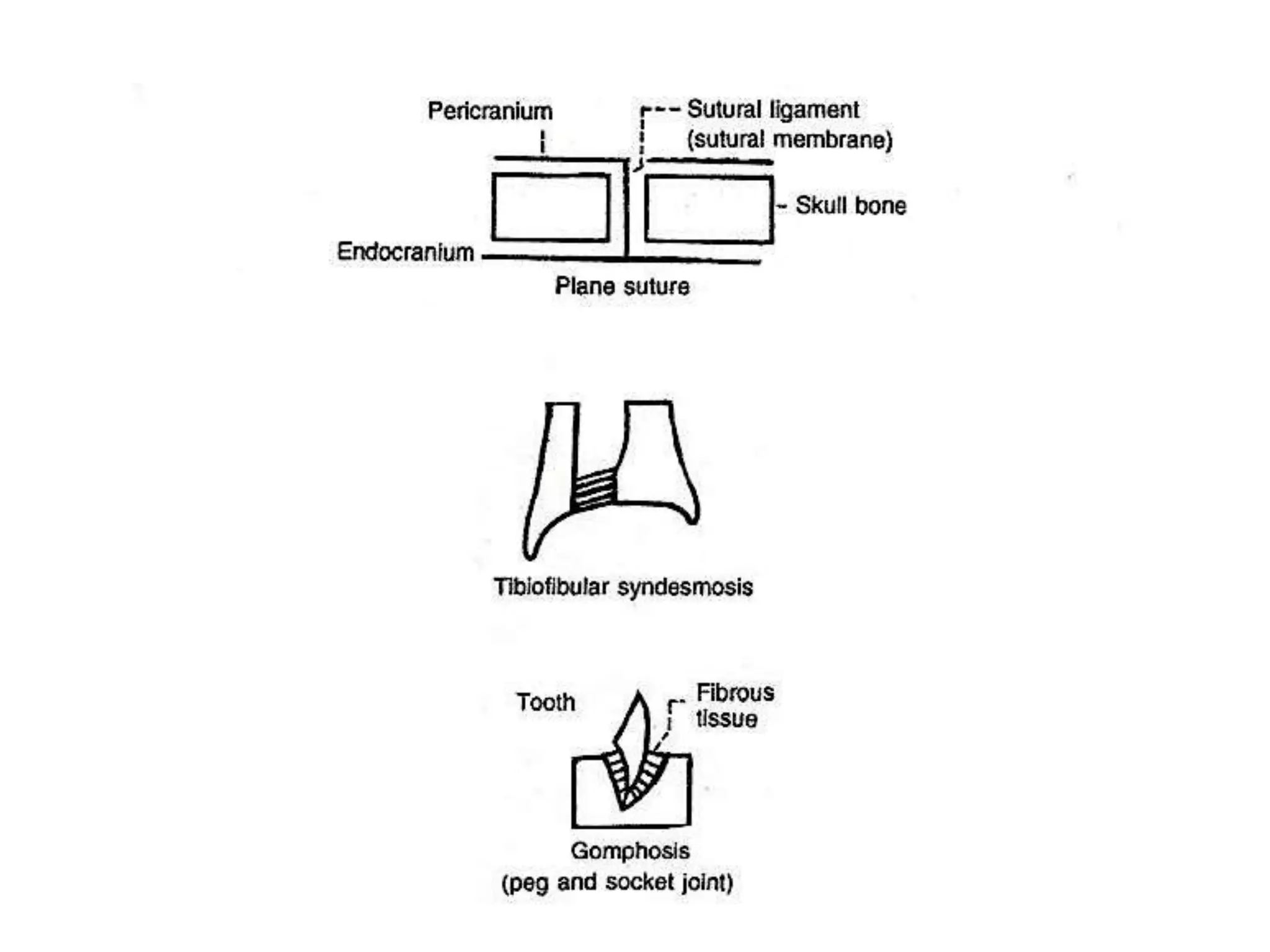 Joints and movements | PPTX
