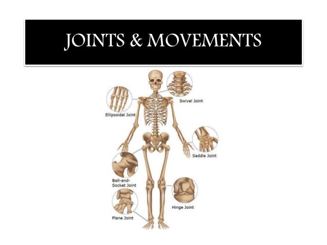 Joints and movements