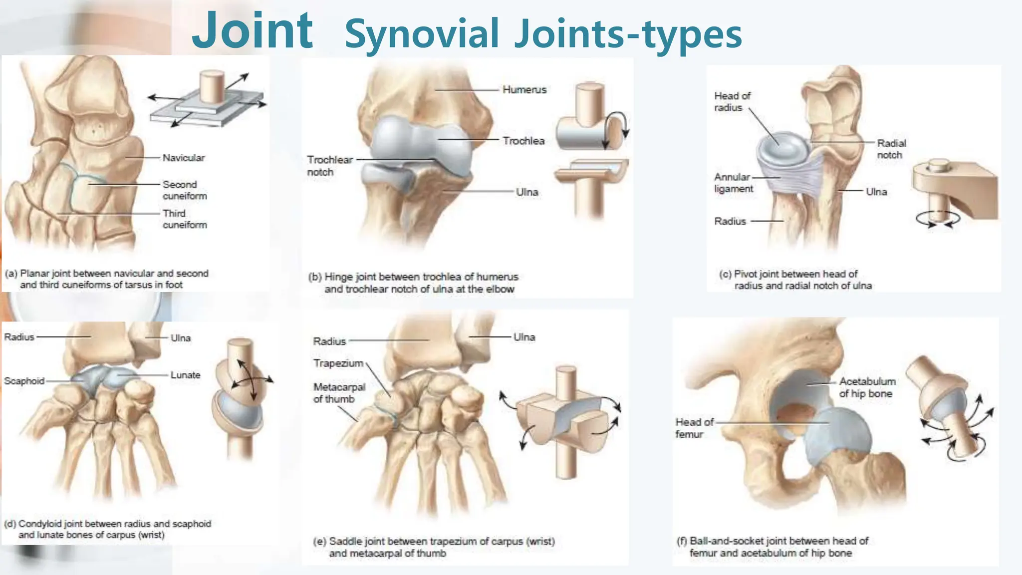 Joints & movements.pptx