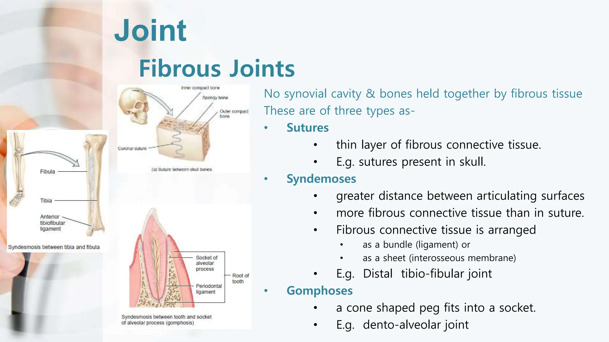 Joints & movements.pptx