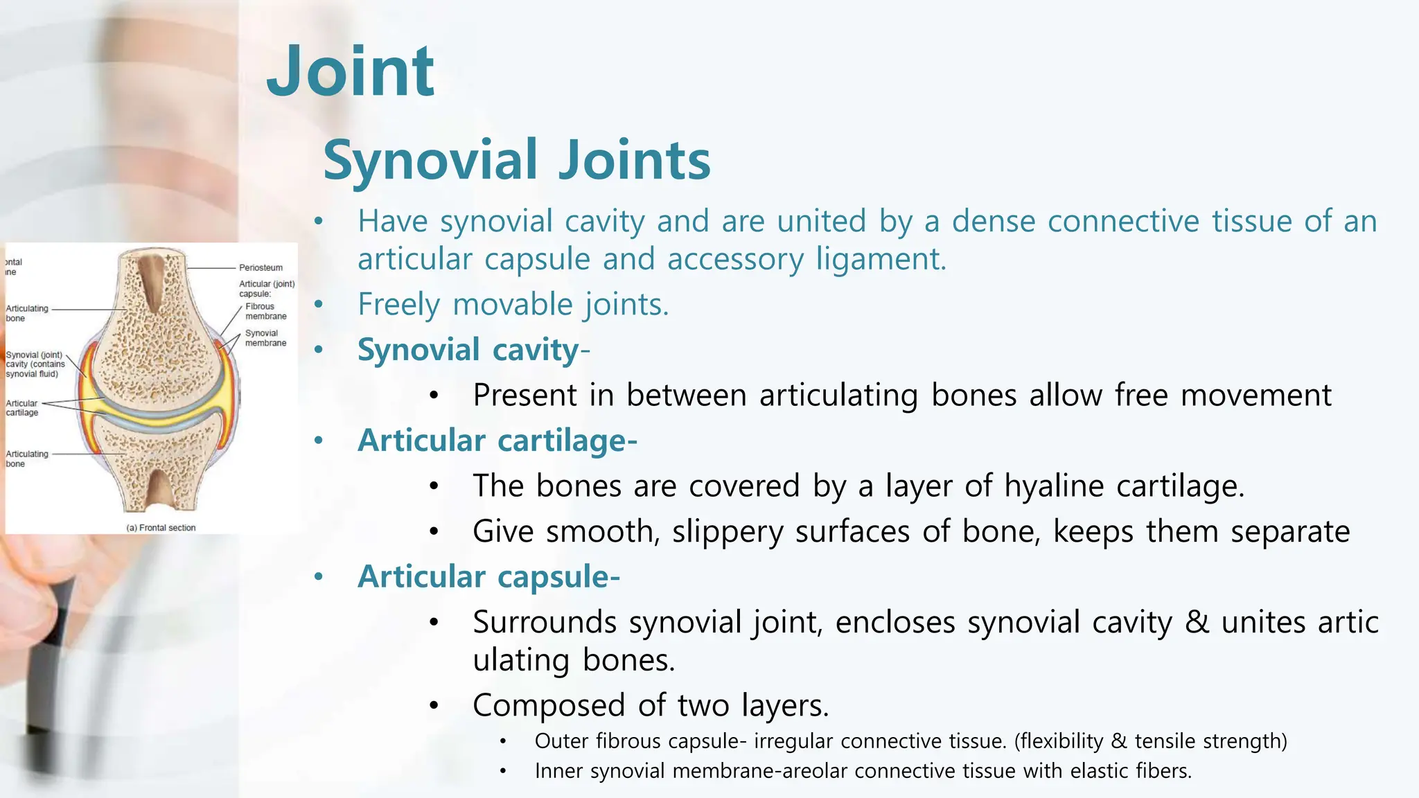 Joints & movements.pptx