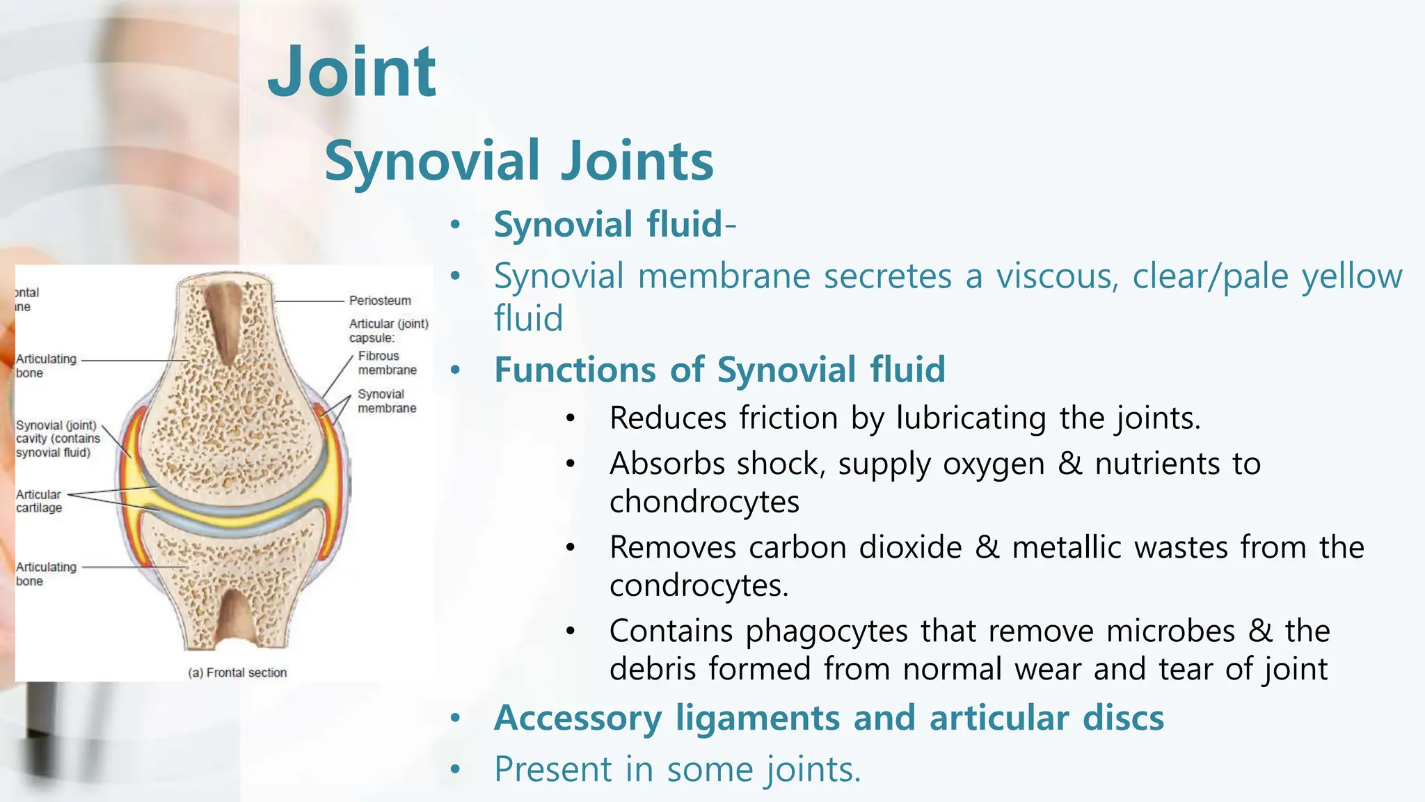 Joints & movements.pptx