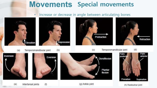 Joints & movements.pptx