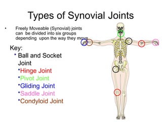 Joints Movements .pptxnnnnnnnnnnnnnnnnnnnnnnn | PPTX