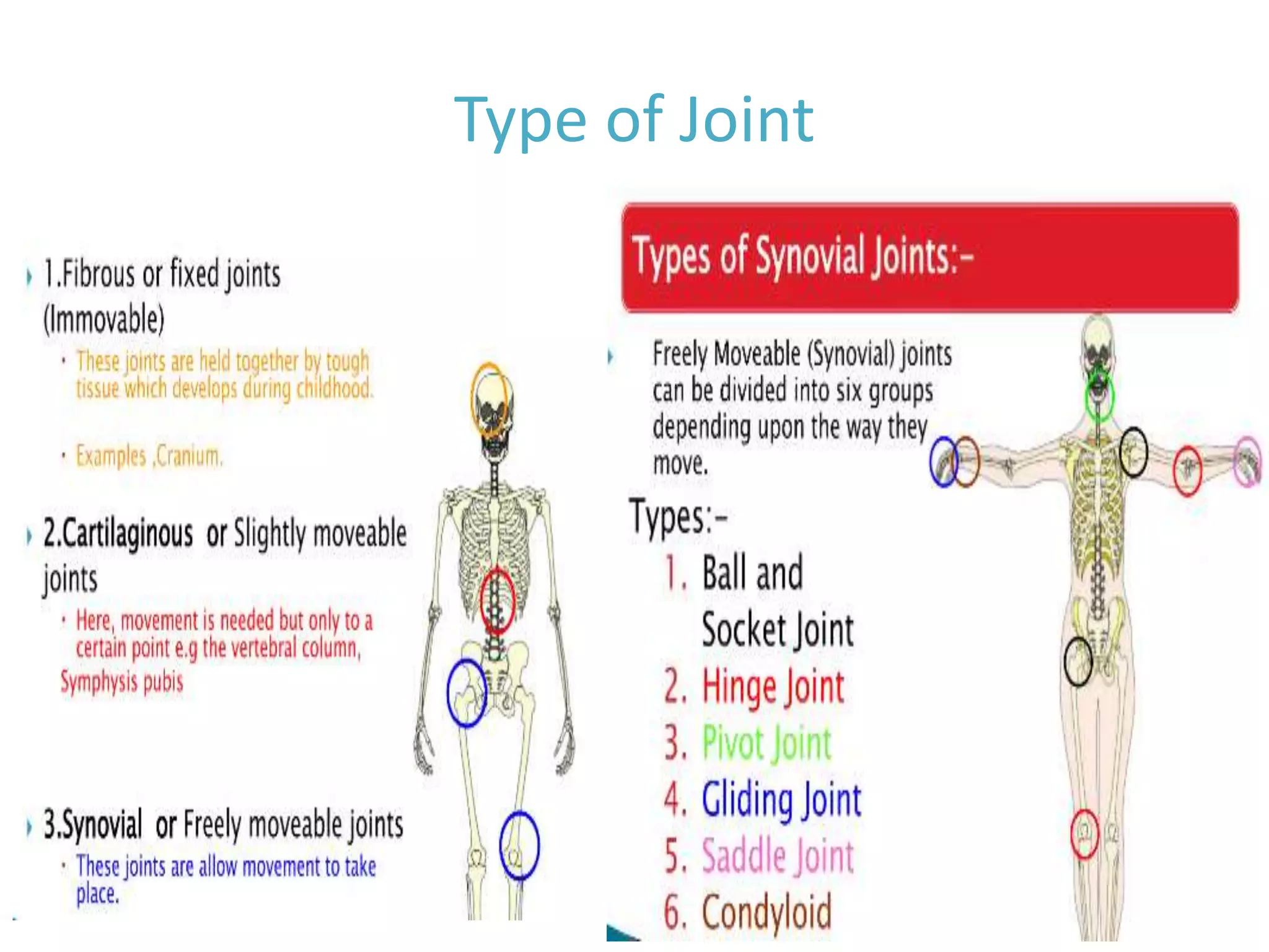 Joints, Movements & Muscles. | PPT