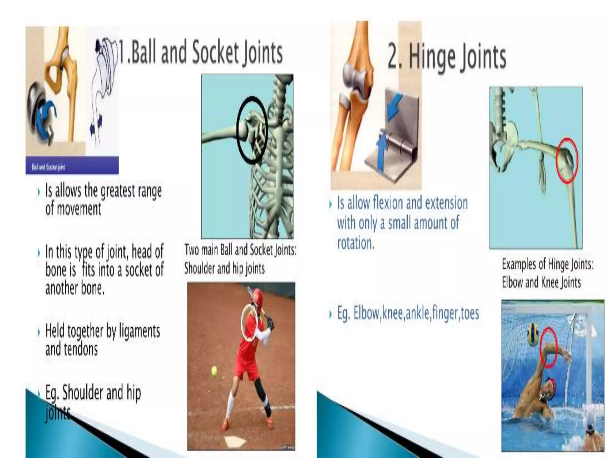 Joints, Movements & Muscles. | PPTX