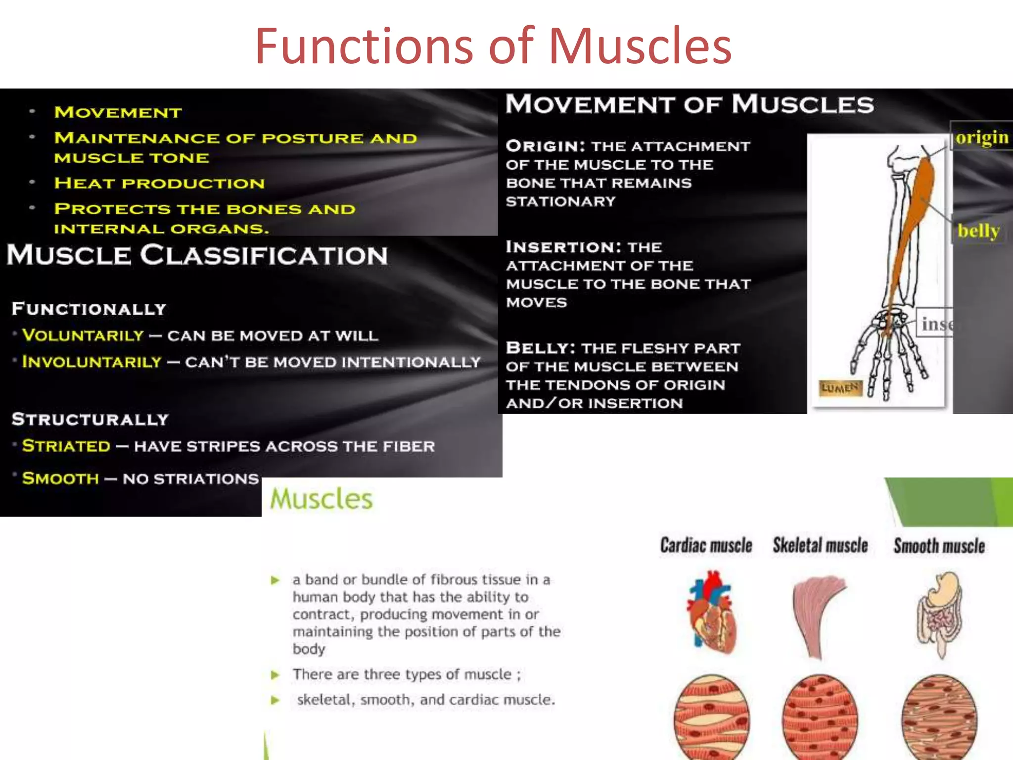 Joints, Movements & Muscles. | PPT