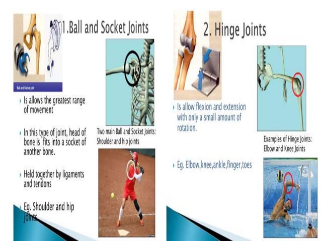 Joints, Movements & Muscles. | PPT
