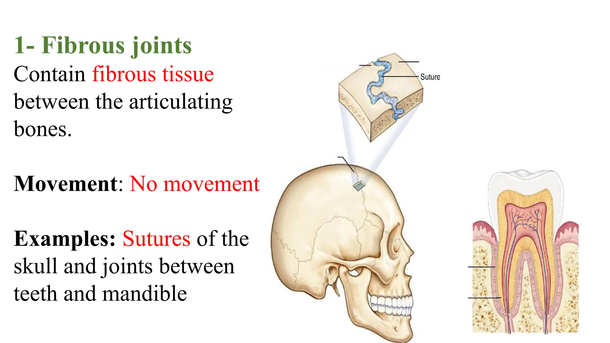 anatomy of the joints and muscles.pptx