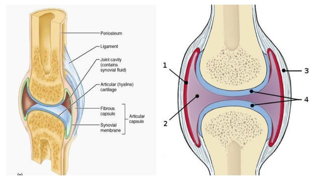anatomy of the joints and muscles.pptx