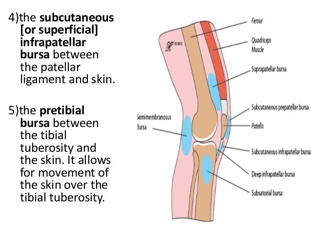 Joints of lower limb