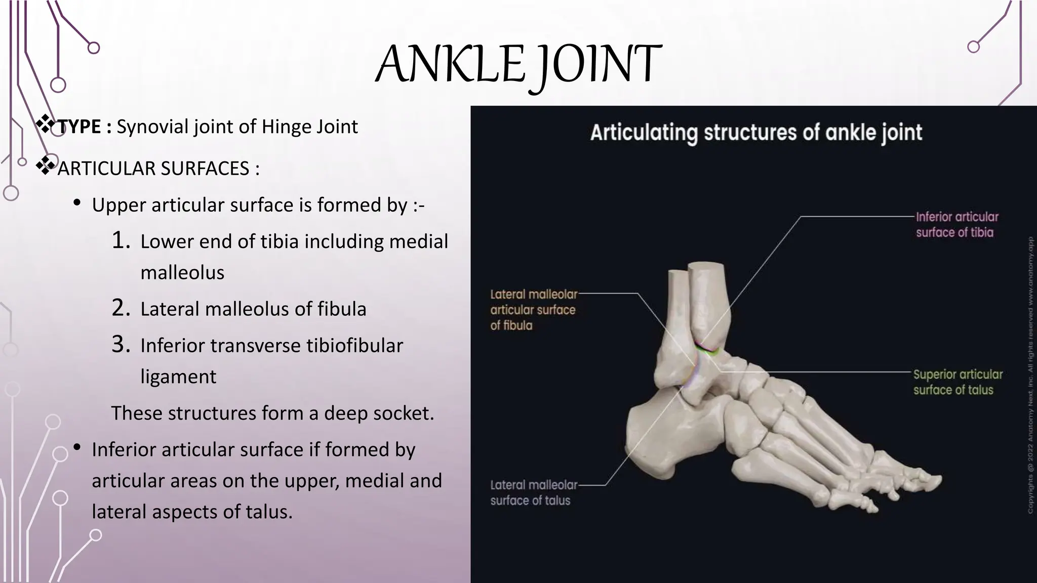 JOINTS OF LOWER LIMB.pptx