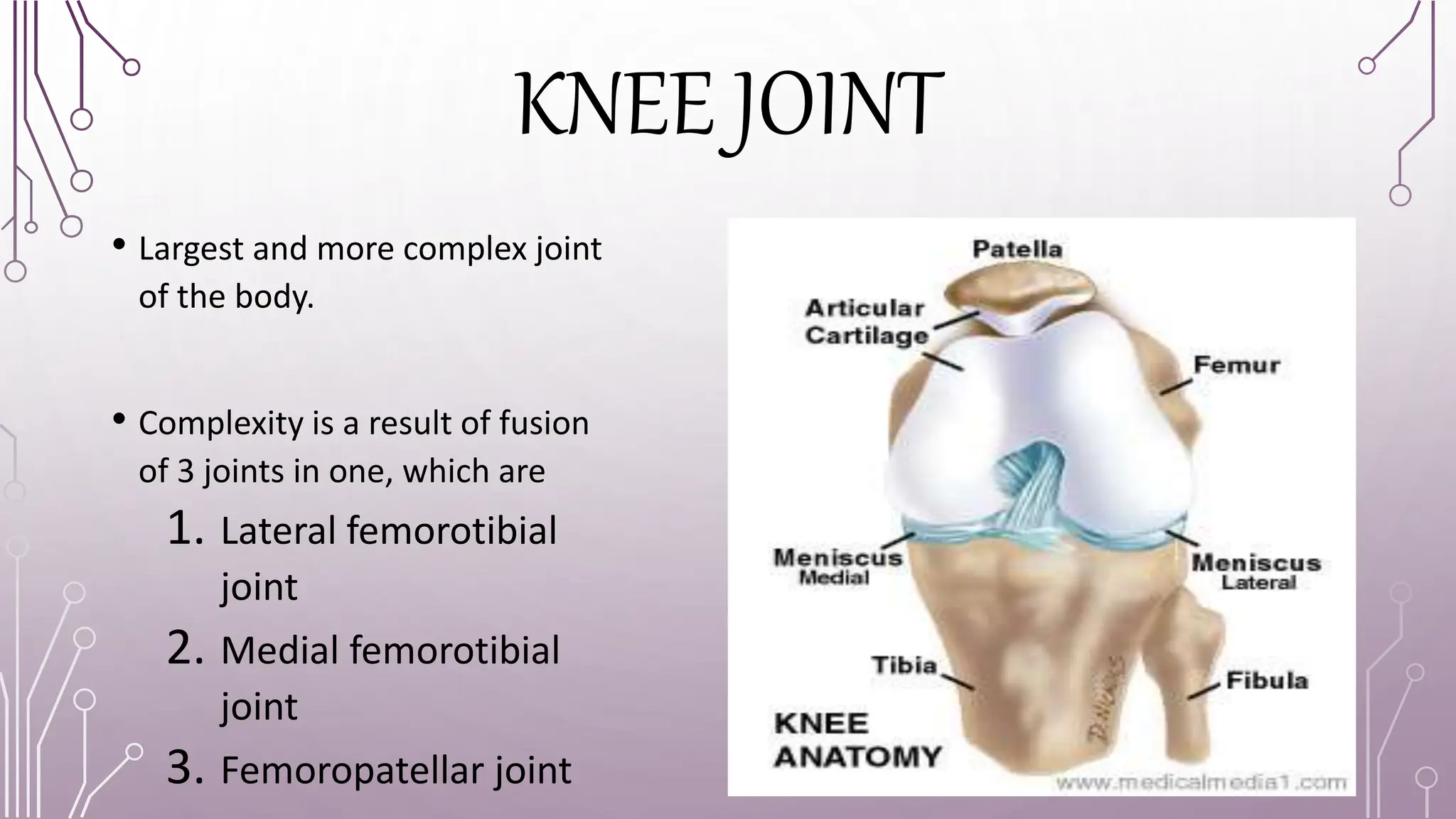 JOINTS OF LOWER LIMB.pptx
