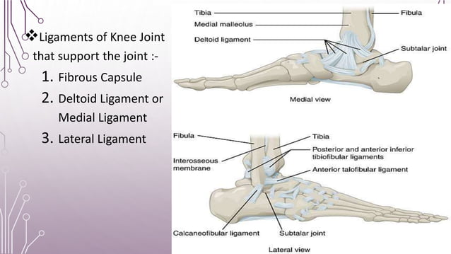 JOINTS OF LOWER LIMB.pptx