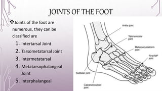 JOINTS OF LOWER LIMB.pptx