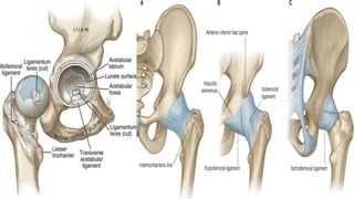 JOINTS OF LOWER LIMB.pptx