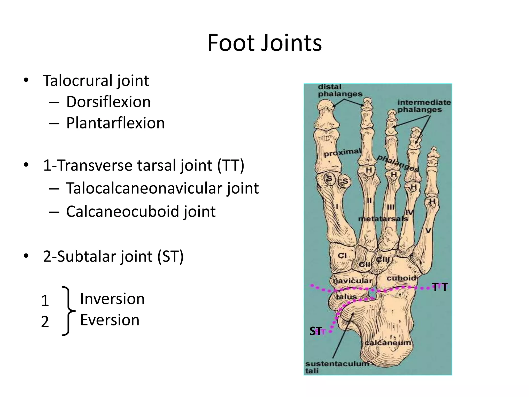 Joints of Lower Limb_ BSC 2013.pptx