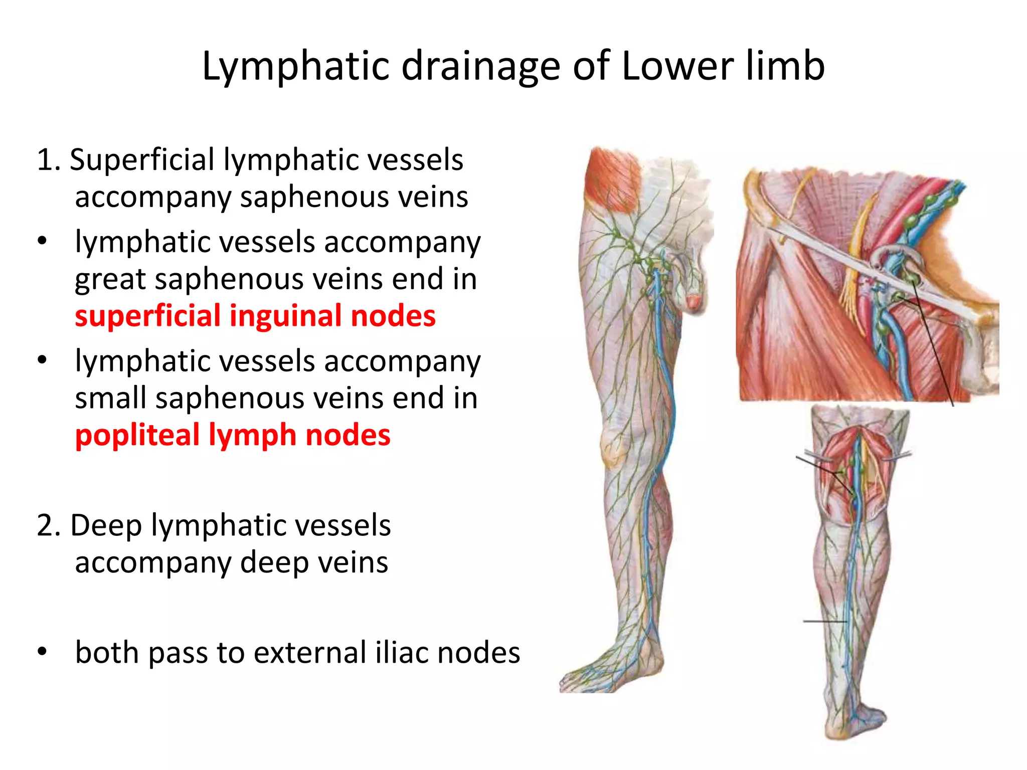 Joints of Lower Limb_ BSC 2013.pptx