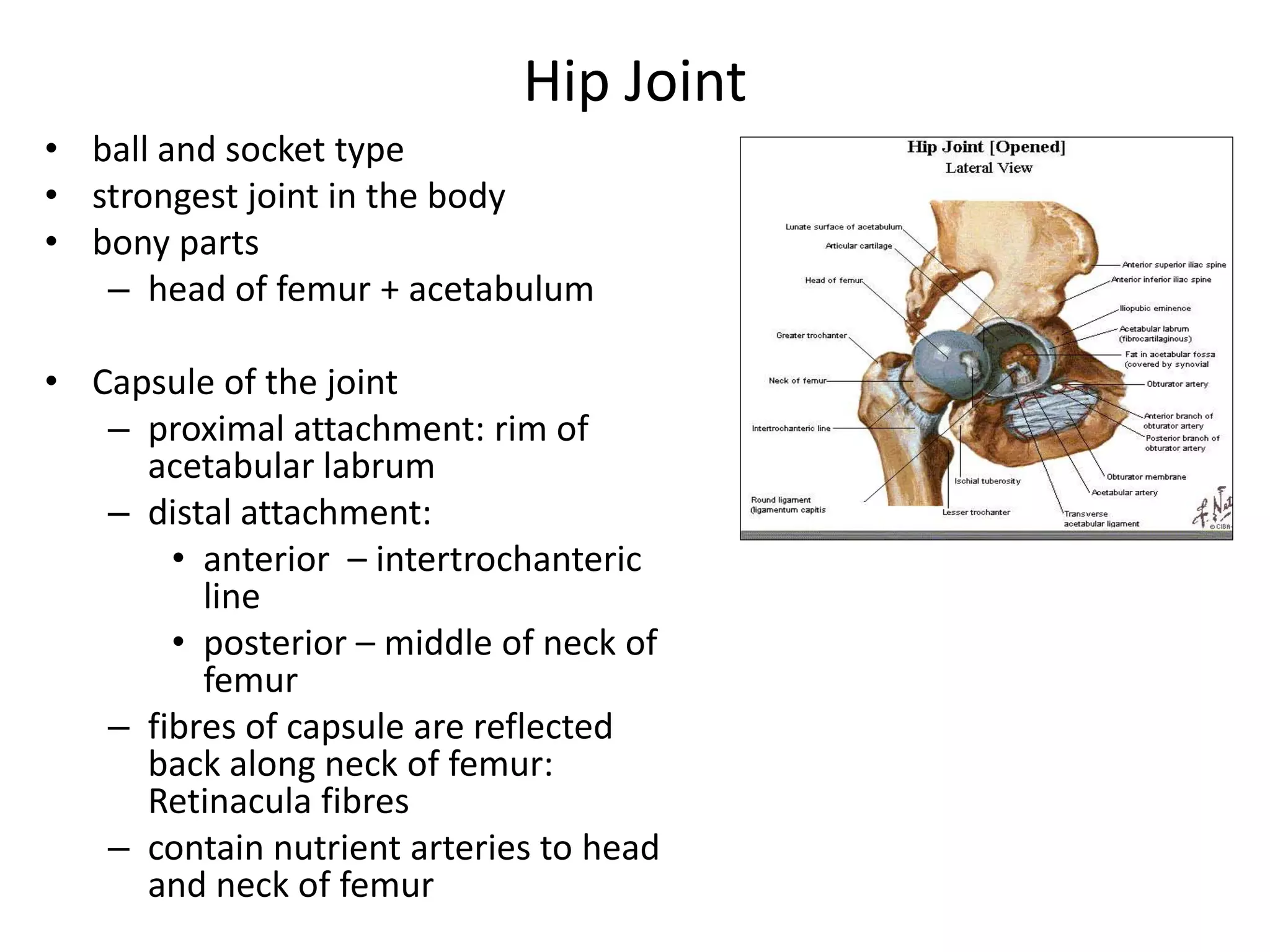 Joints of Lower Limb_ BSC 2013.pptx