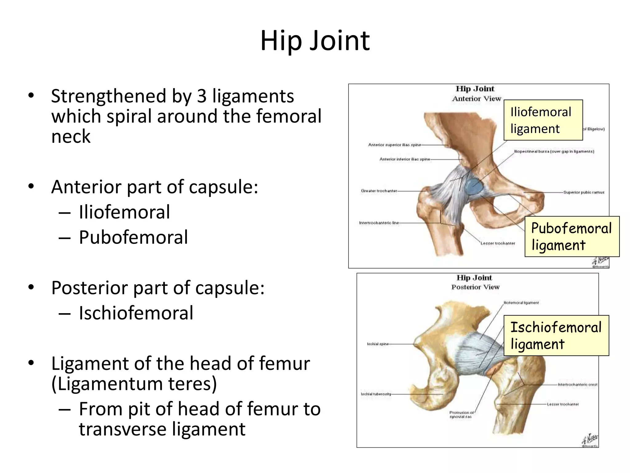 Joints of Lower Limb_ BSC 2013.pptx