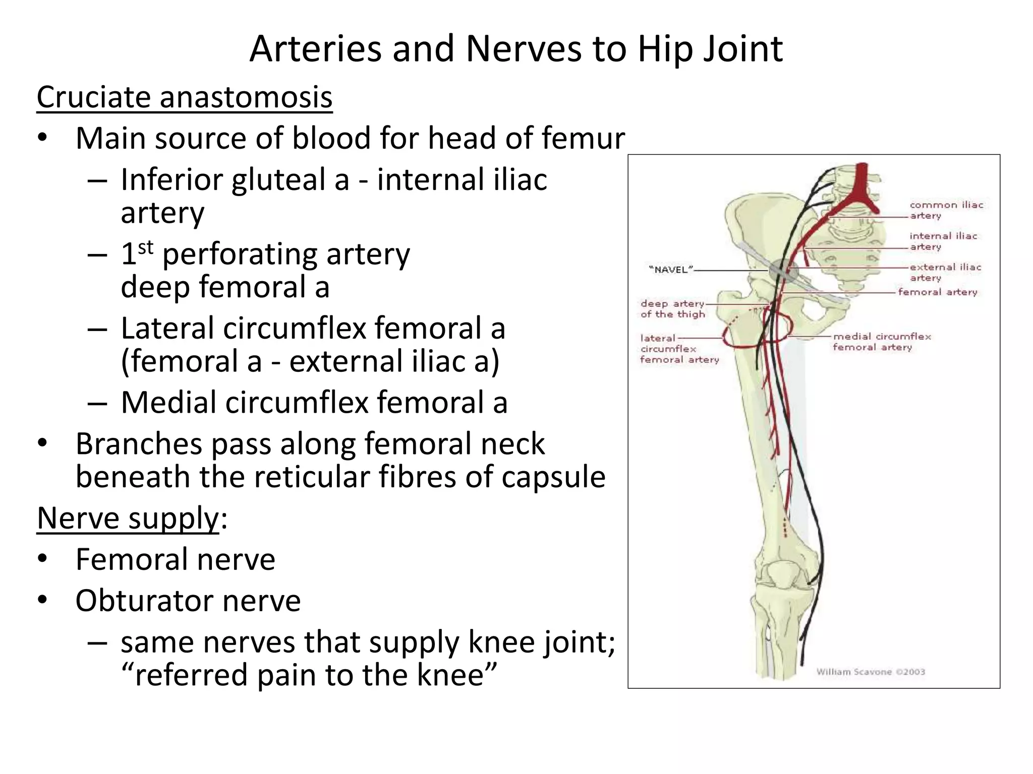 Joints of Lower Limb_ BSC 2013.pptx