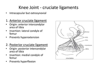 Joints of Lower Limb_ BSC 2013.pptx