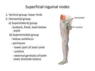 Joints of Lower Limb_ BSC 2013.pptx