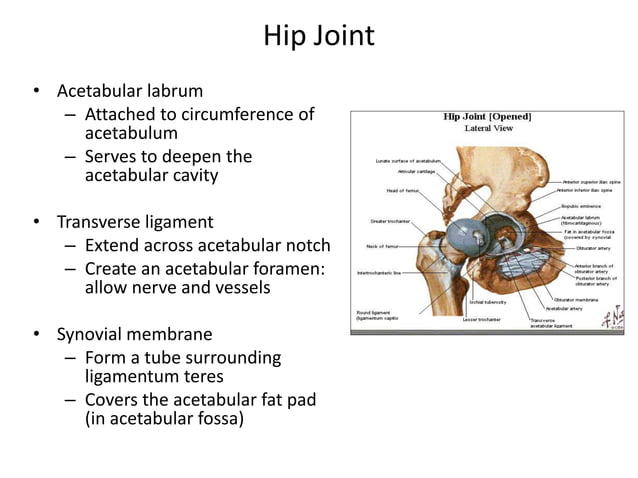 Joints of Lower Limb_ BSC 2013.pptx