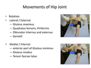 Joints of Lower Limb_ BSC 2013.pptx