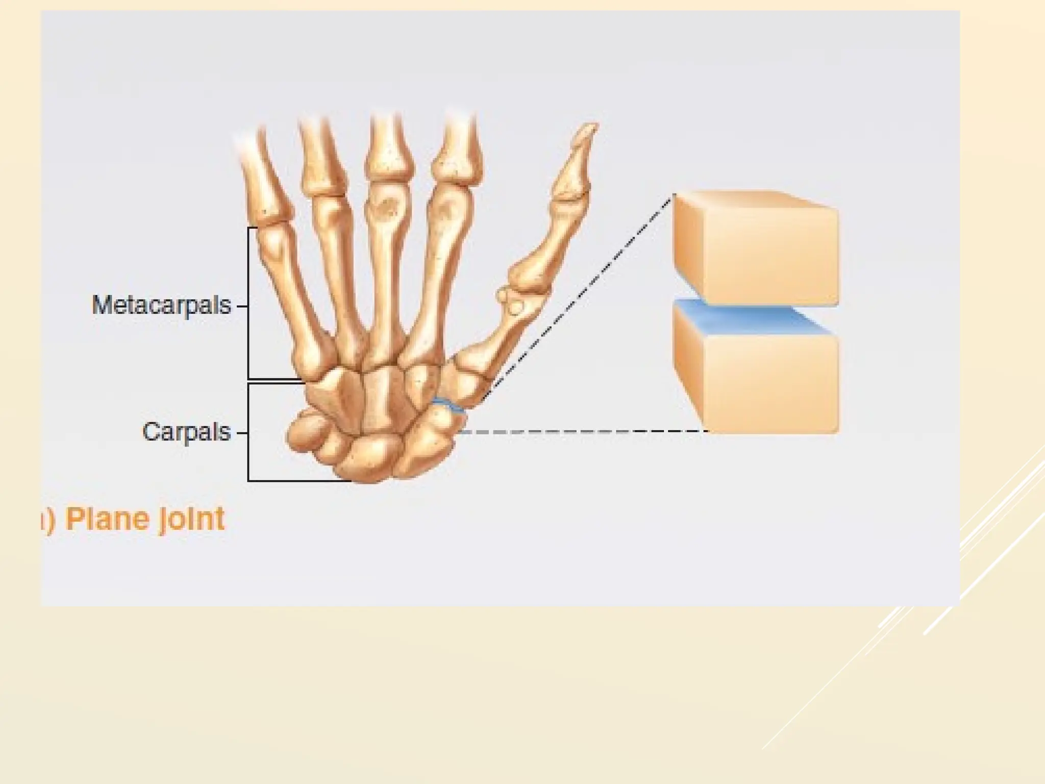 general classi of Joints of the body.pptx