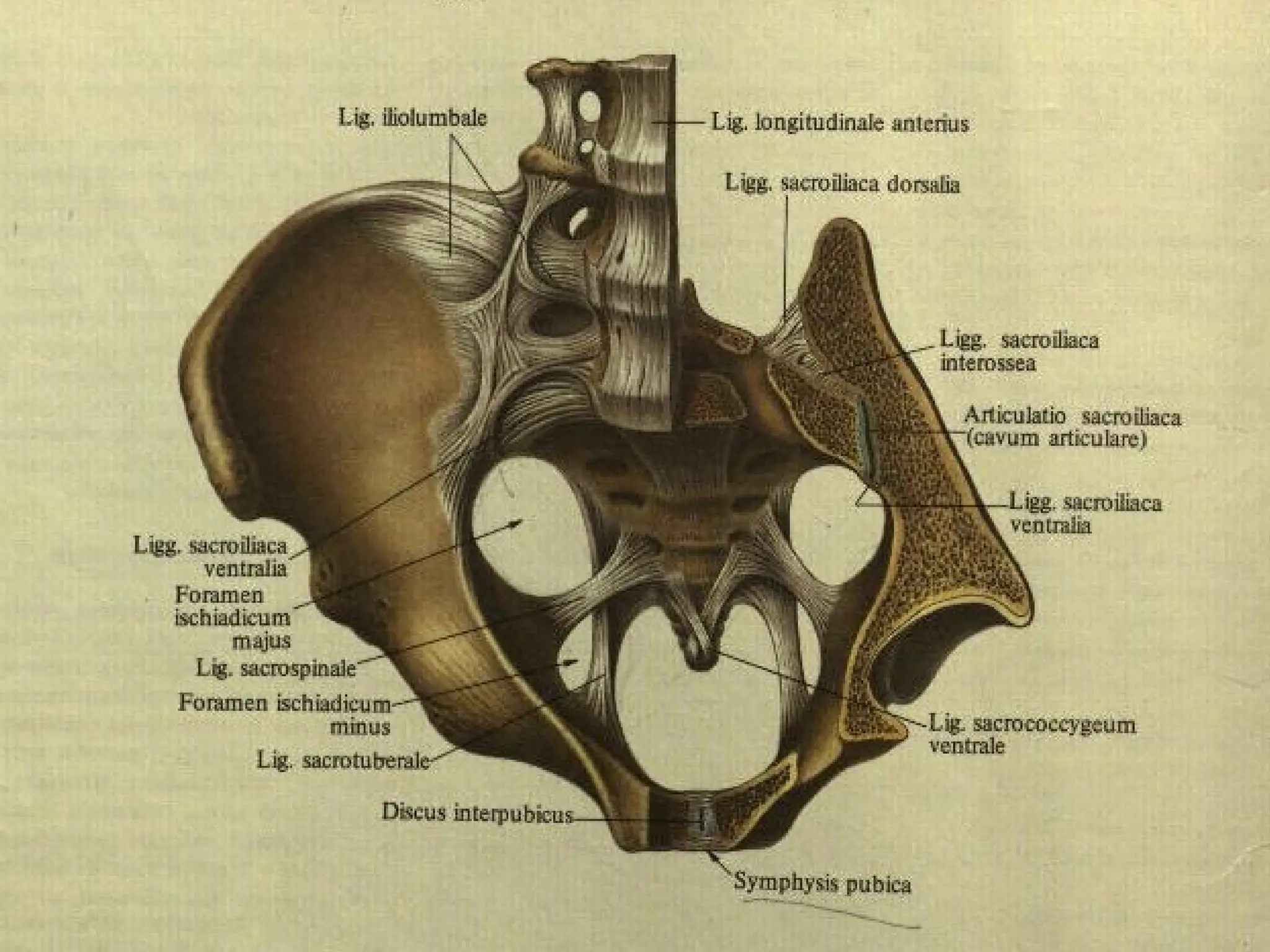 general classi of Joints of the body.pptx