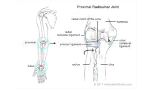 BIOMECHANICS OF JOINTS OF THE ELBOW COMPLEX.pptx