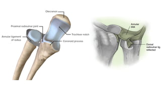 BIOMECHANICS OF JOINTS OF THE ELBOW COMPLEX.pptx