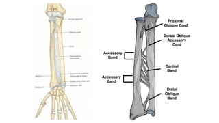 BIOMECHANICS OF JOINTS OF THE ELBOW COMPLEX.pptx