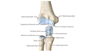 BIOMECHANICS OF JOINTS OF THE ELBOW COMPLEX.pptx