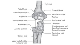 BIOMECHANICS OF JOINTS OF THE ELBOW COMPLEX.pptx
