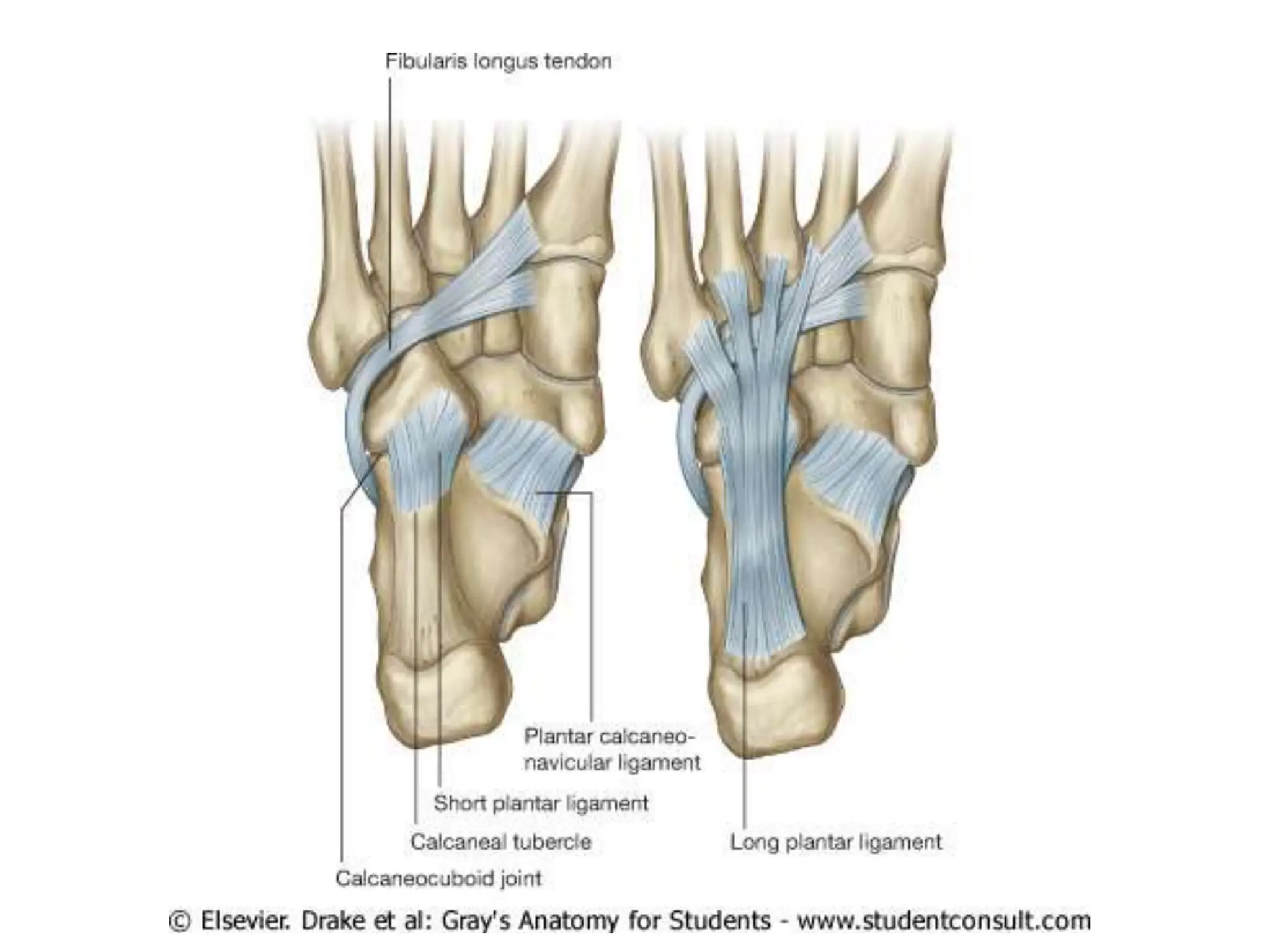 Joints of the foot.pptx Gross anatomy of the lower limb | PPT