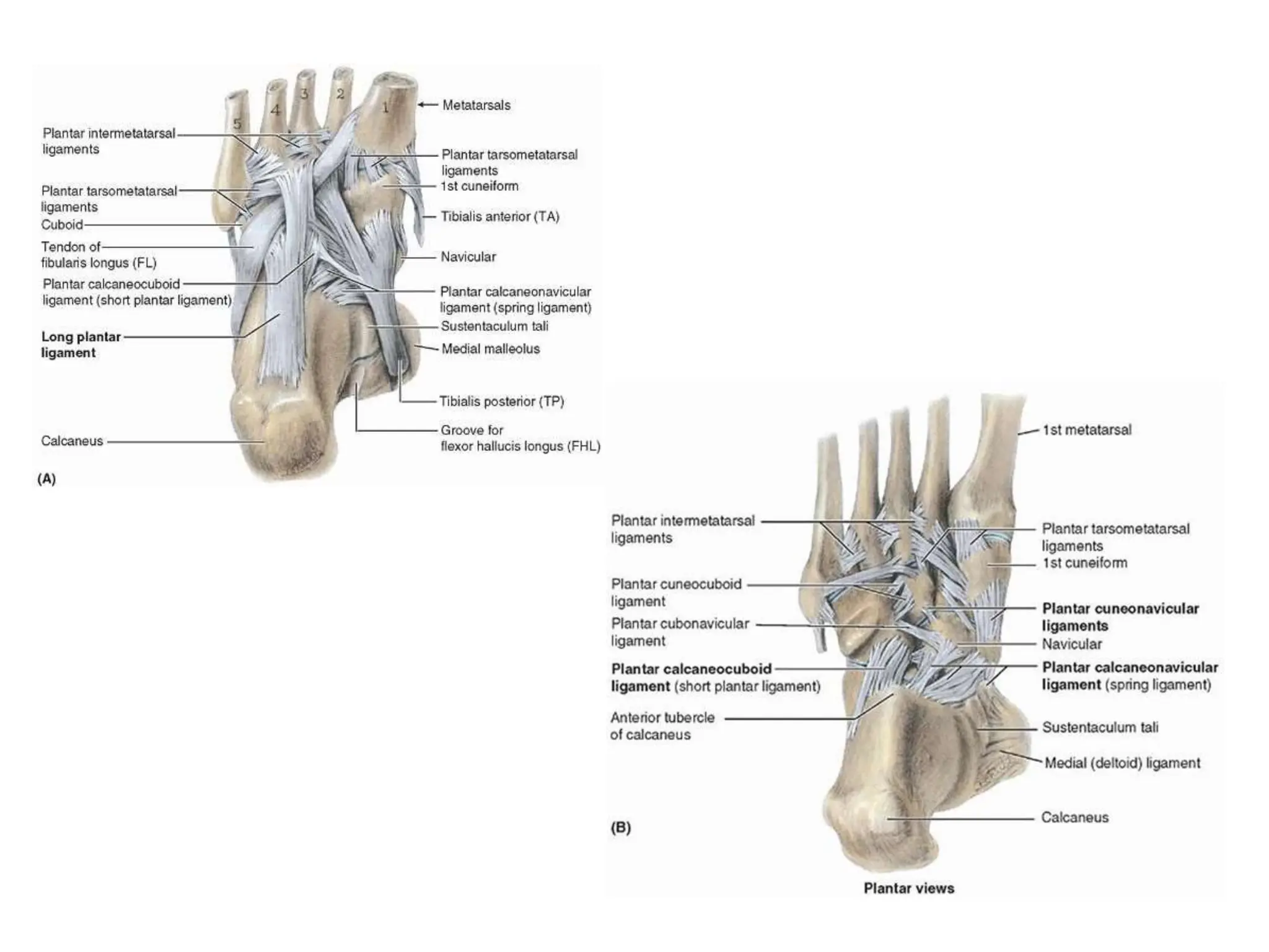 Joints of the foot.pptx Gross anatomy of the lower limb | PPT