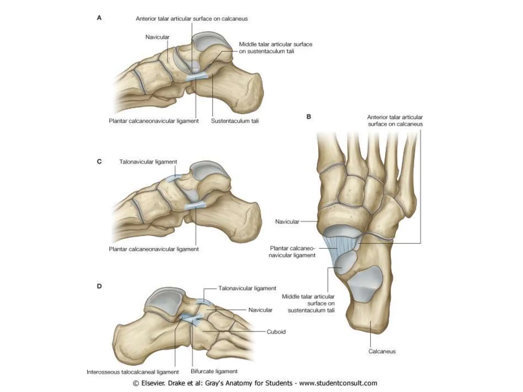 Joints of the foot.pptx Gross anatomy of the lower limb | PPT