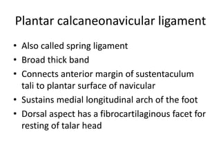 Joints of the foot.pptx Gross anatomy of the lower limb | PPT