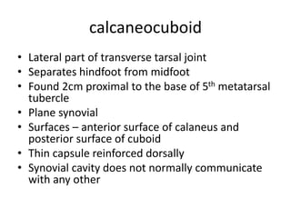 Joints of the foot.pptx Gross anatomy of the lower limb | PPTX