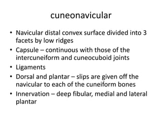 Joints of the foot.pptx Gross anatomy of the lower limb | PPT